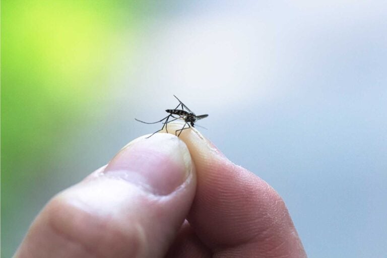 6 Easy DIY Mosquito Trap Ideas (That Actually Work)